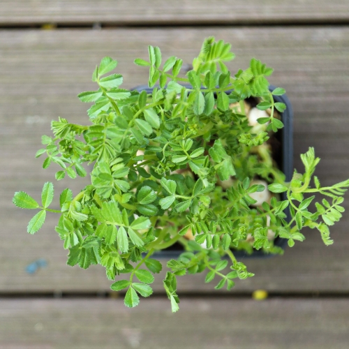 Ceci - semi microgreens